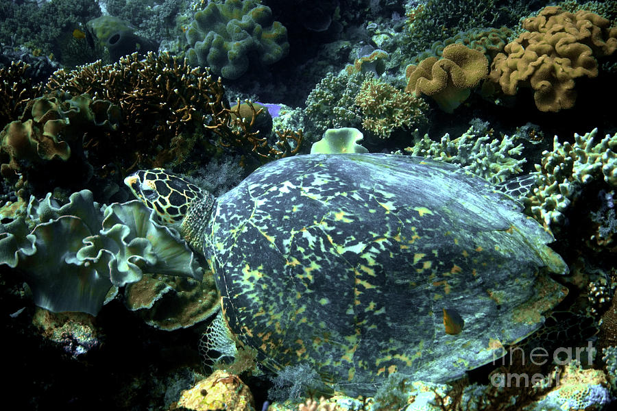 Turtle Photograph by Michael Wicks - Fine Art America