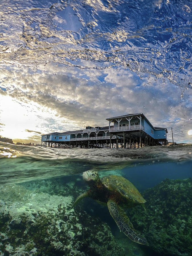 Turtle Split Combo Mixed Media by Jan Vacek - Fine Art America