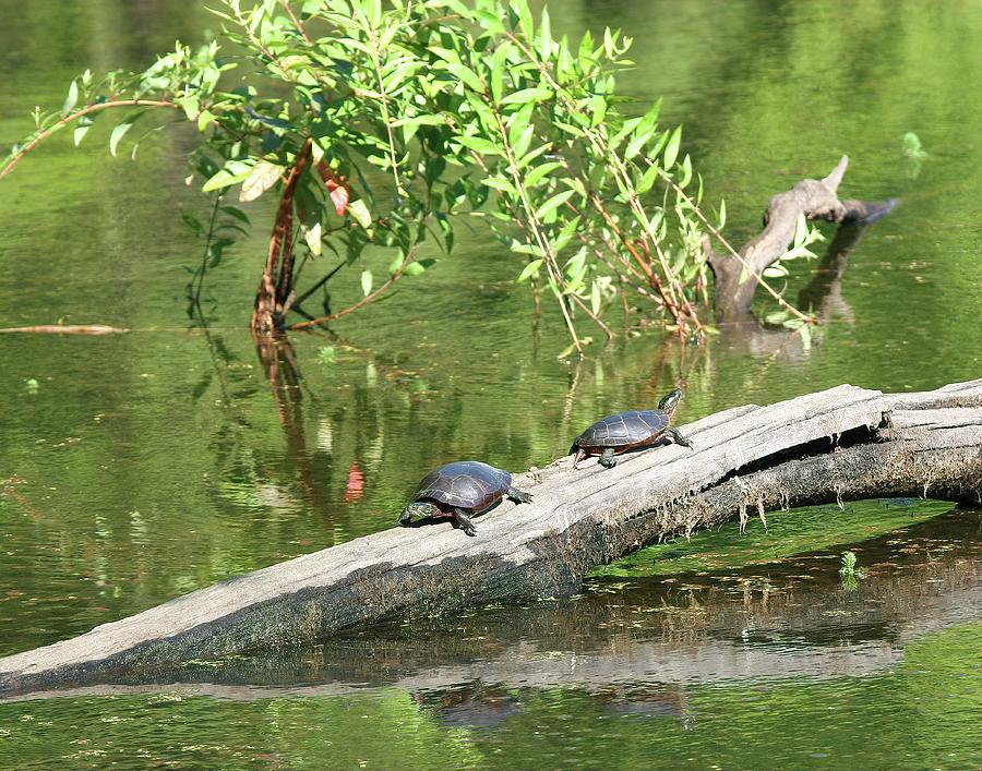 Turtles Sharing Log Photograph by Daniel Beard - Fine Art America