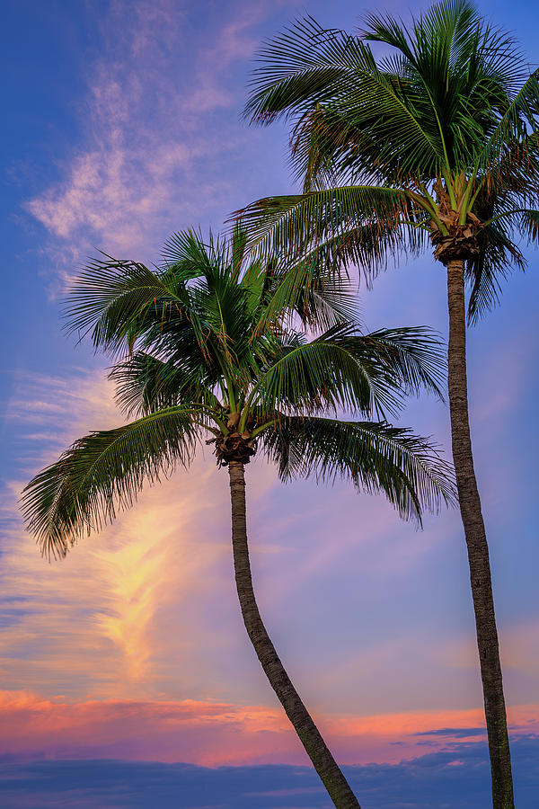 Twilight Serenity Amidst Palms Photograph by Kim Seng - Pixels