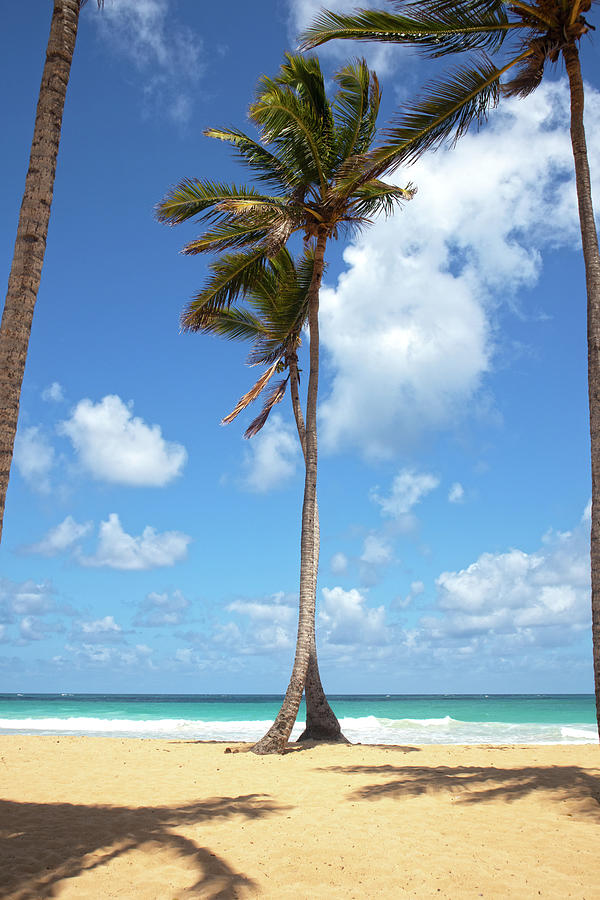 Twin Palms Photograph by Ashley Polet - Fine Art America