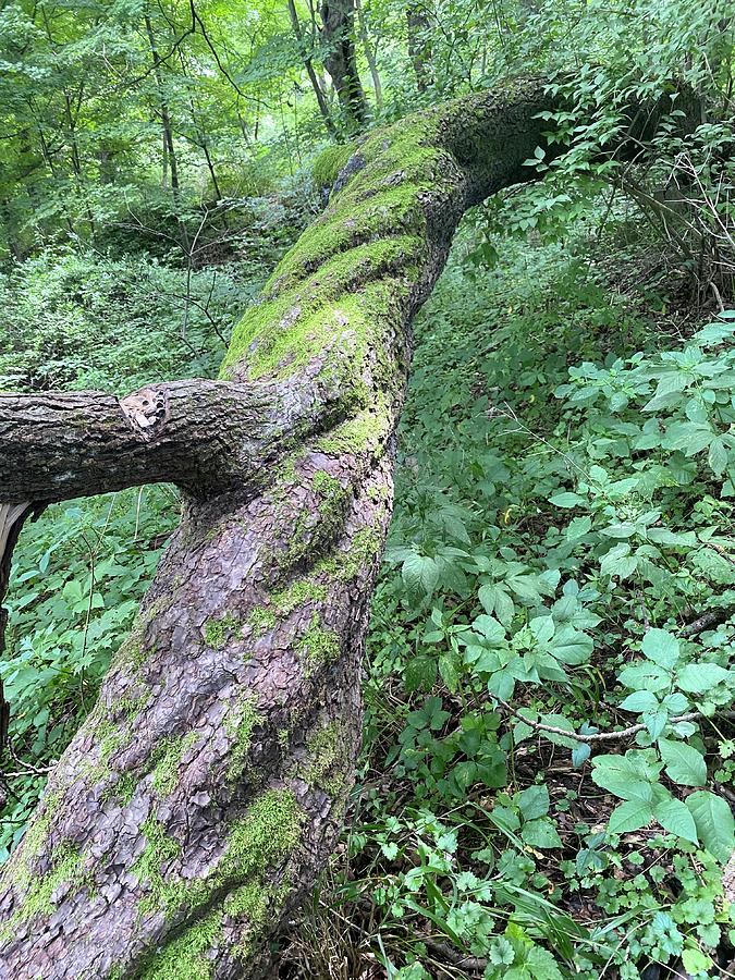Twisted tree Photograph by Nicole Osborne - Fine Art America