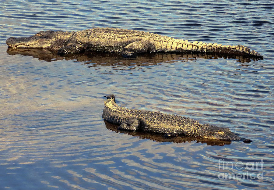 Two Alligators Photograph by Steven Spak | Pixels