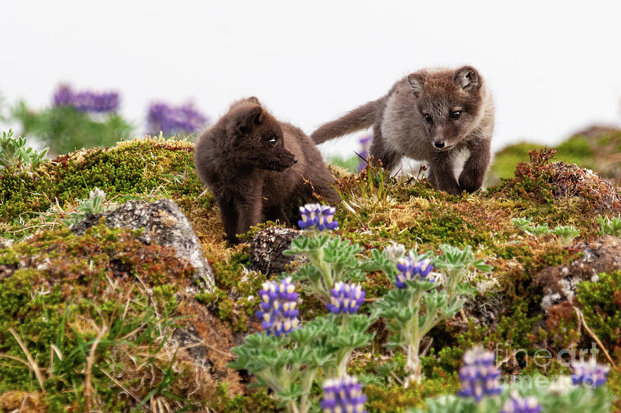 Two Arctic Kit Foxes at Play on St, George Island Photograph by Robert ...