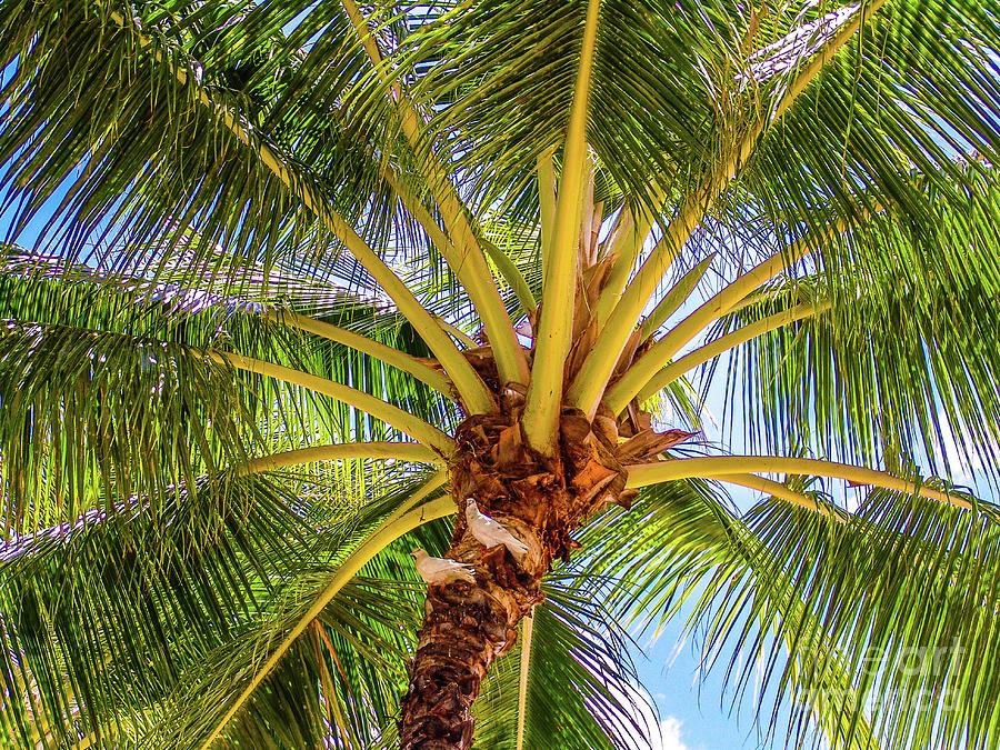 Two Birds and Palm Tree Photograph by D Davila - Fine Art America