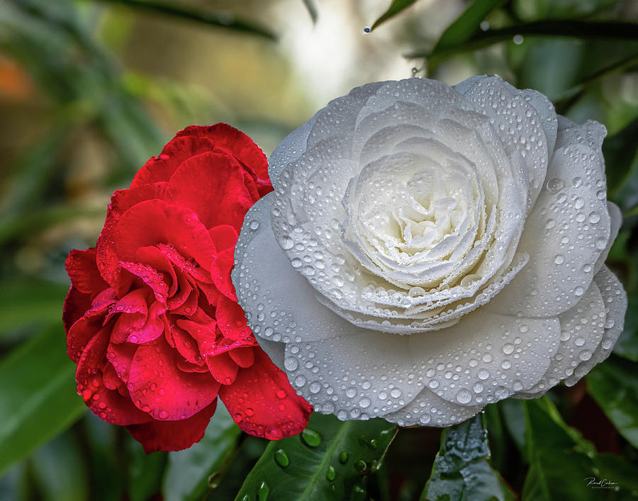 Two Camellias Photograph by Russell Carlson - Fine Art America