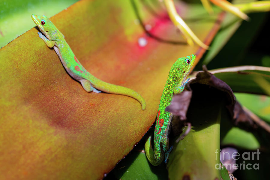 Two Day Geckos on the Lookout in their Bromeliad Patch Photograph by ...
