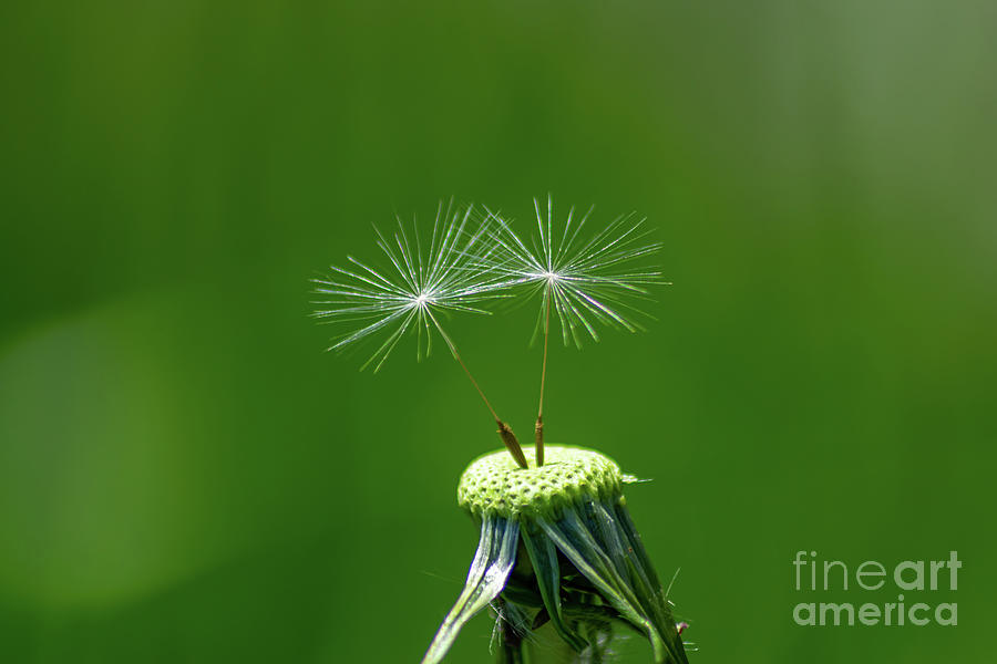 Two last dancers, dandelion, spring Photograph by Sinisa CIGLENECKI ...