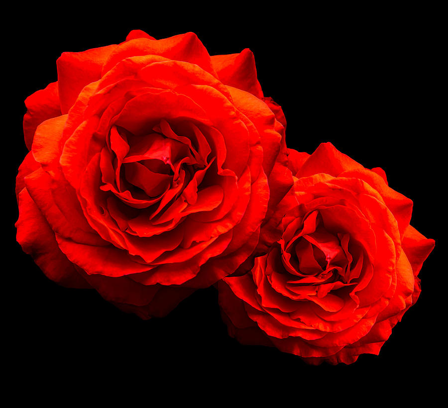 Two Red Roses Photograph by Lee Kershaw - Pixels