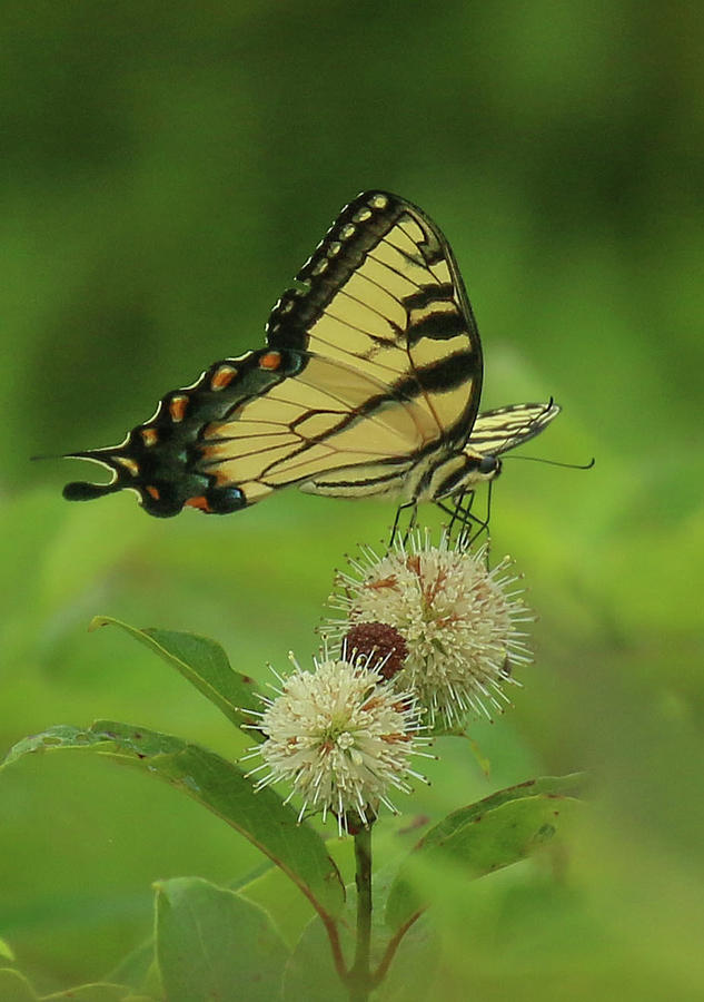 Two Tailed Swallow Tail Photograph by Oyunaa Waskin - Fine Art America