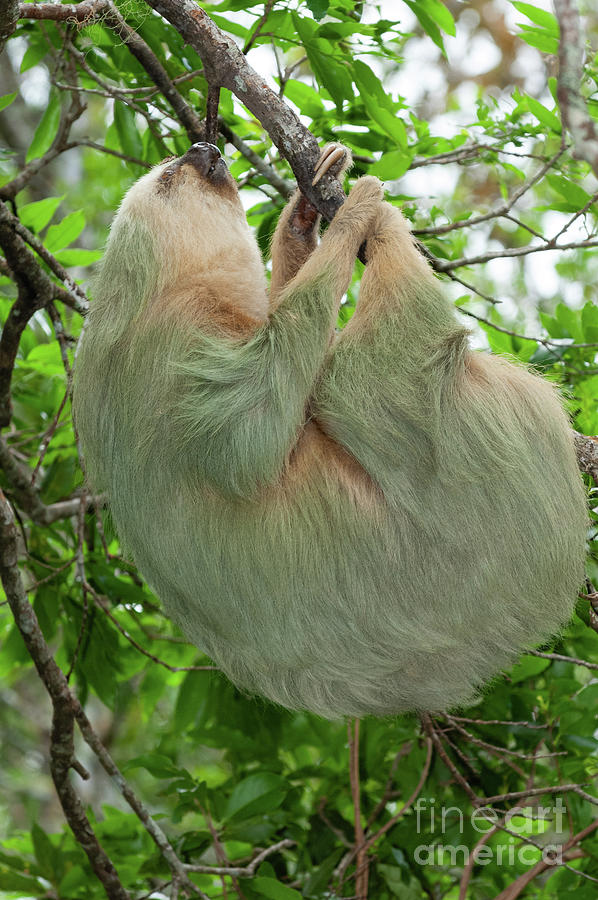 Two-Toed Sloth Photograph by Robert Goodell | Fine Art America