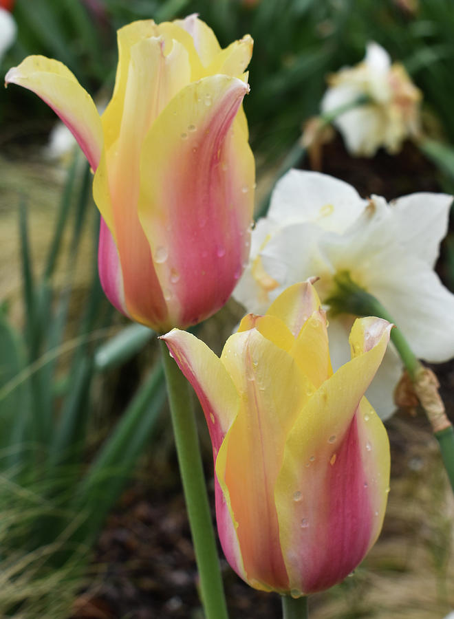Two Tulips Photograph by Amy Scheer - Fine Art America