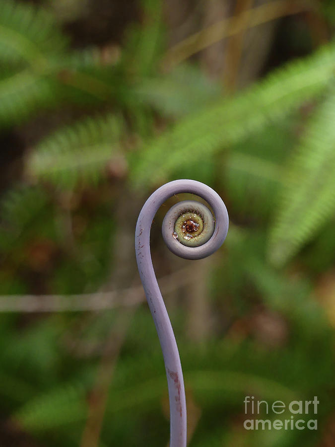 Uluhe Fern Hawaii Photograph by Teresa A and Preston S Cole Photography ...