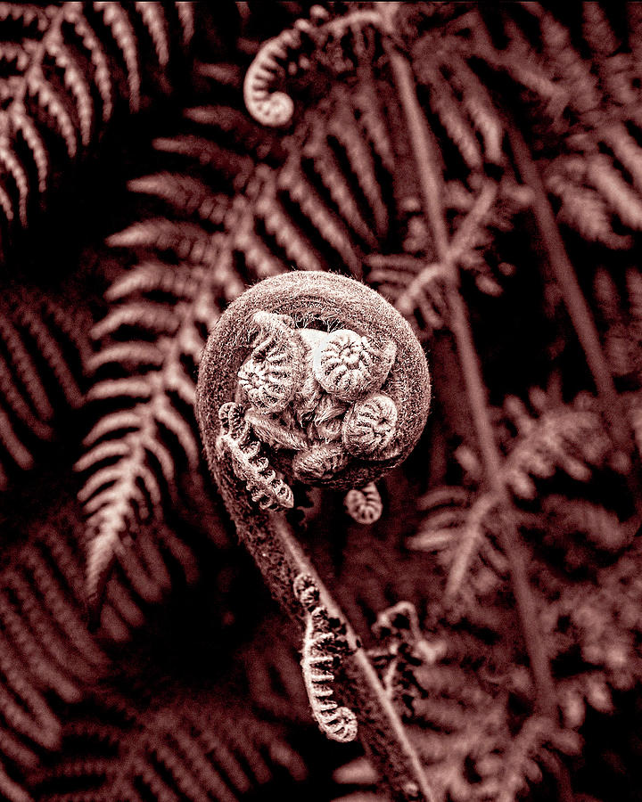 Uncurling fern Photograph by Ian Clark - Fine Art America