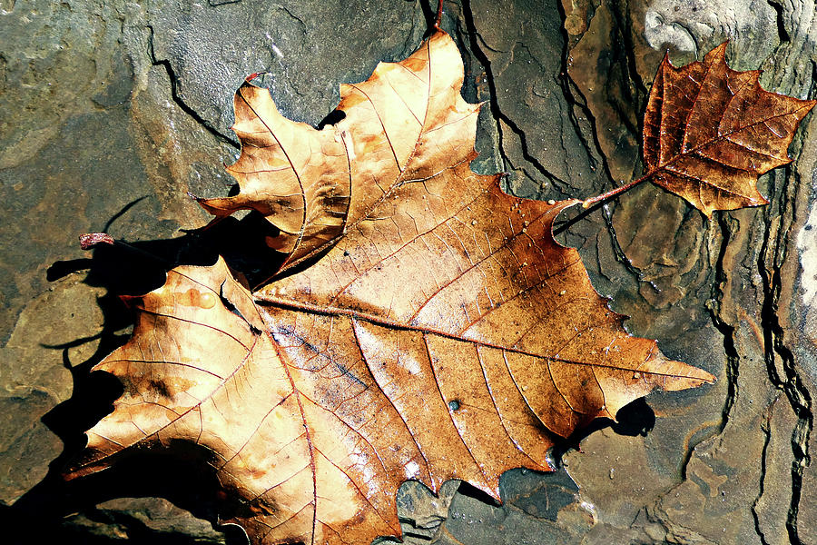 Undeviating Changes VII Photograph by Char Szabo-Perricelli - Fine Art ...