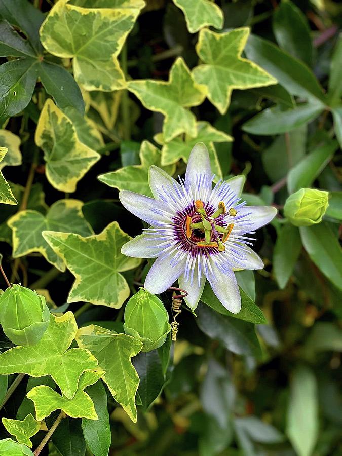 Unique structure Photograph by Chase Hutton - Fine Art America