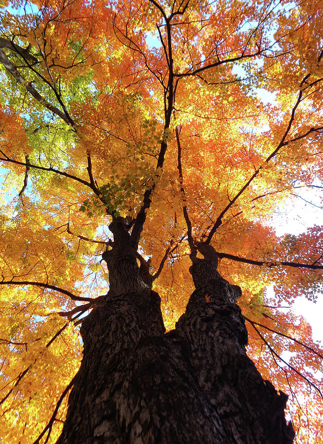 Unique View of Tree. Photograph by Megan Jacobson - Fine Art America