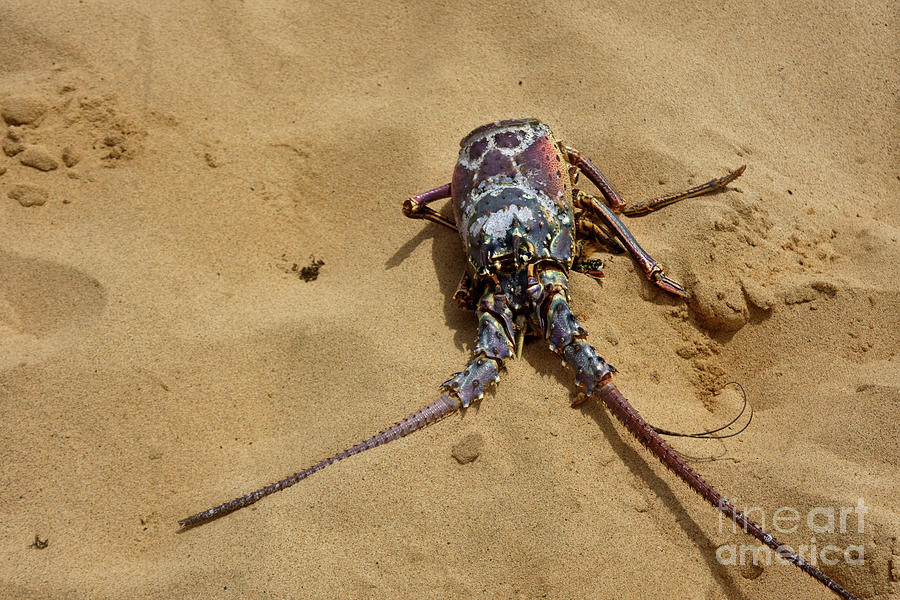 Up Close Look at a Lobster Shell on the Beach Photograph by DejaVu Designs