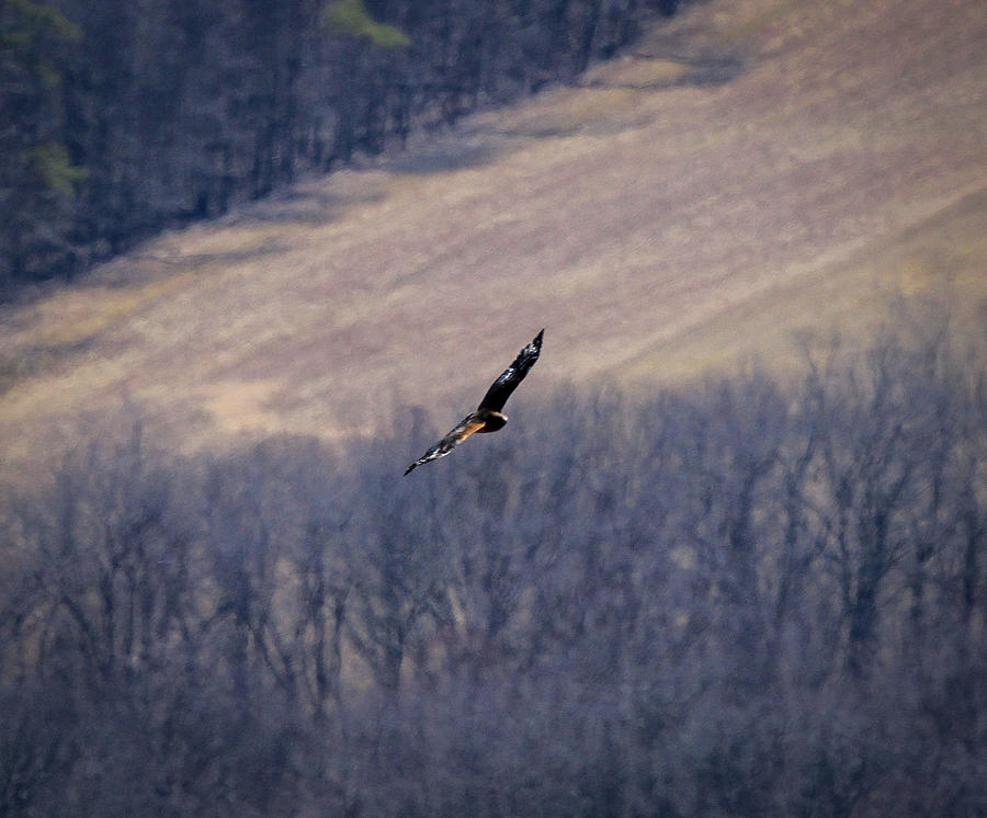 Updraft 2 Photograph by David Kipp - Fine Art America