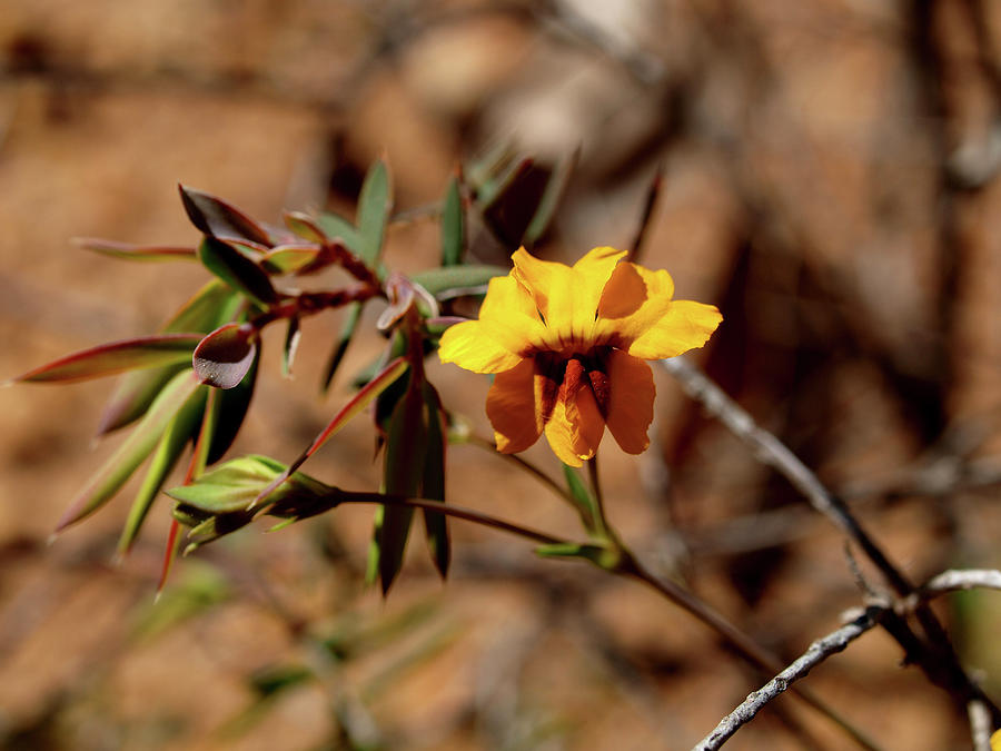 Velleia Macro Photograph by Michaela Perryman | Fine Art America