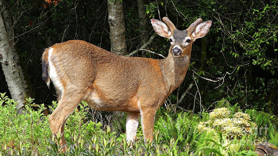 Velvet Antlers Photograph by Linda Vanoudenhaegen - Fine Art America Velvet Antlers Photograph by Linda Vanoudenhaegen - Fine Art America