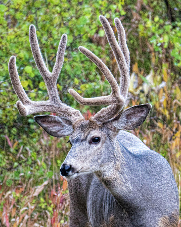 Velvet Antlers Photograph by Sissy Schneiderman - Fine Art America