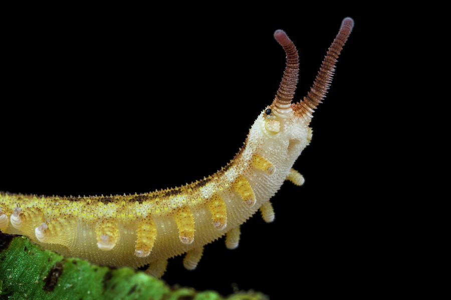 Velvet worm Photograph by Gil Wizen - Pixels Velvet worm Photograph by Gil Wizen - Pixels