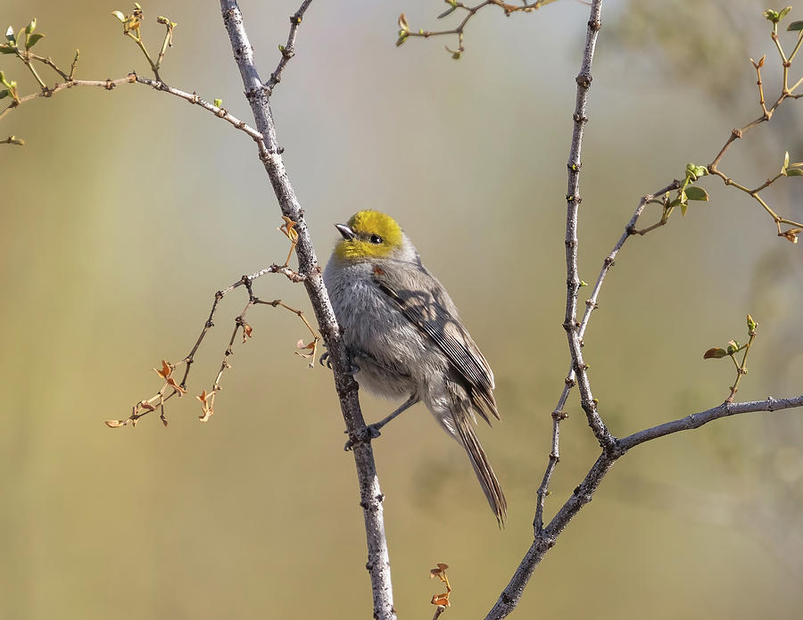 Verdin-Auriparus flaviceps Photograph by Rosemarie Woods - Fine Art America