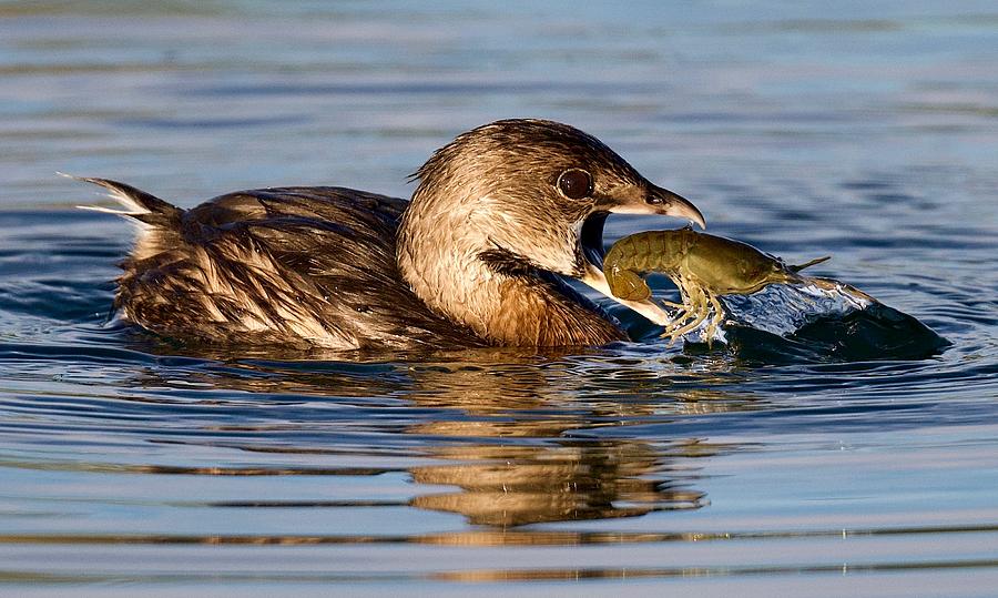 A HEALTHY Breakfast Photograph by Mark Koster - Fine Art America