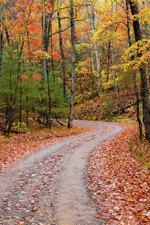 Vertical Autumn Road In Smoky Mountains National Park Photograph by ...