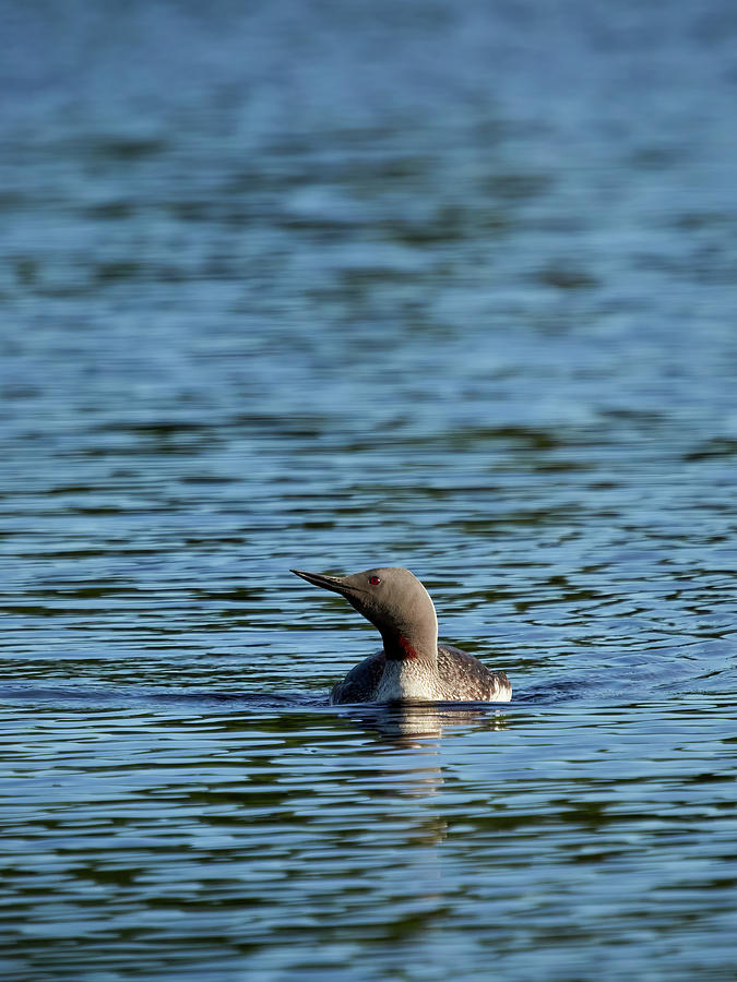 Vertical blue. Red-throated loon Photograph by Jouko Lehto - Fine Art ...