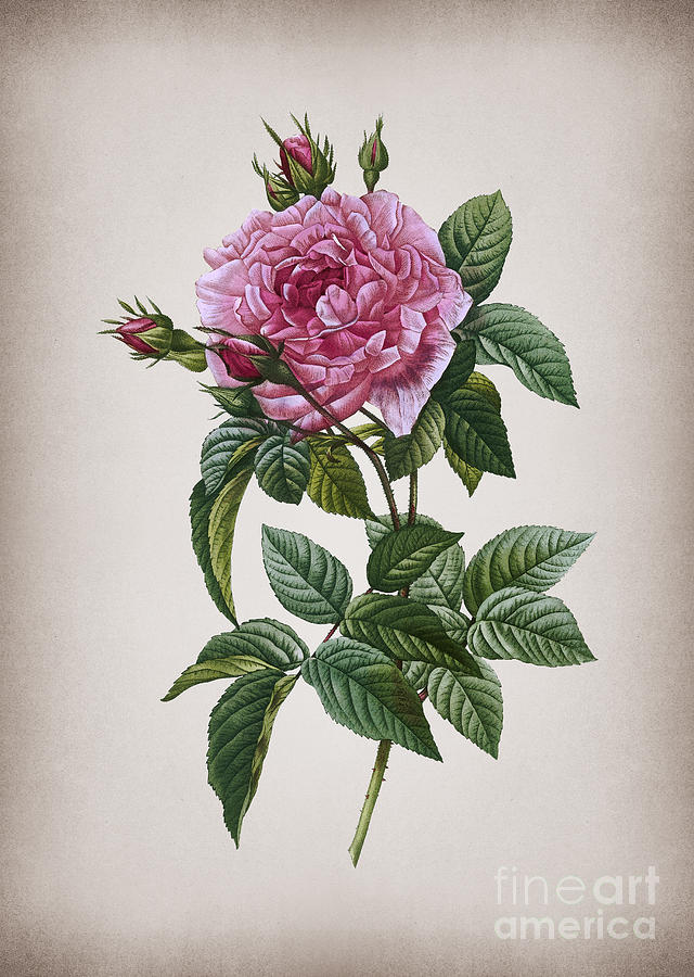 Vintage Blooming Pink French Rose Botanical Illustration on Parchment ...