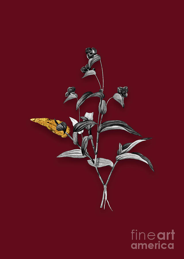 Vintage Blue Spiderwort Black And White Gilded Floral Art On Burgundy Red N1012 Mixed Media By