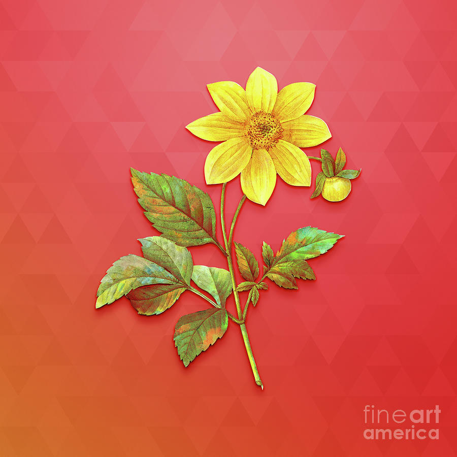 Vintage Dahlia Simplex Botanical Art on Fiery Red n.1971 Mixed Media by ...