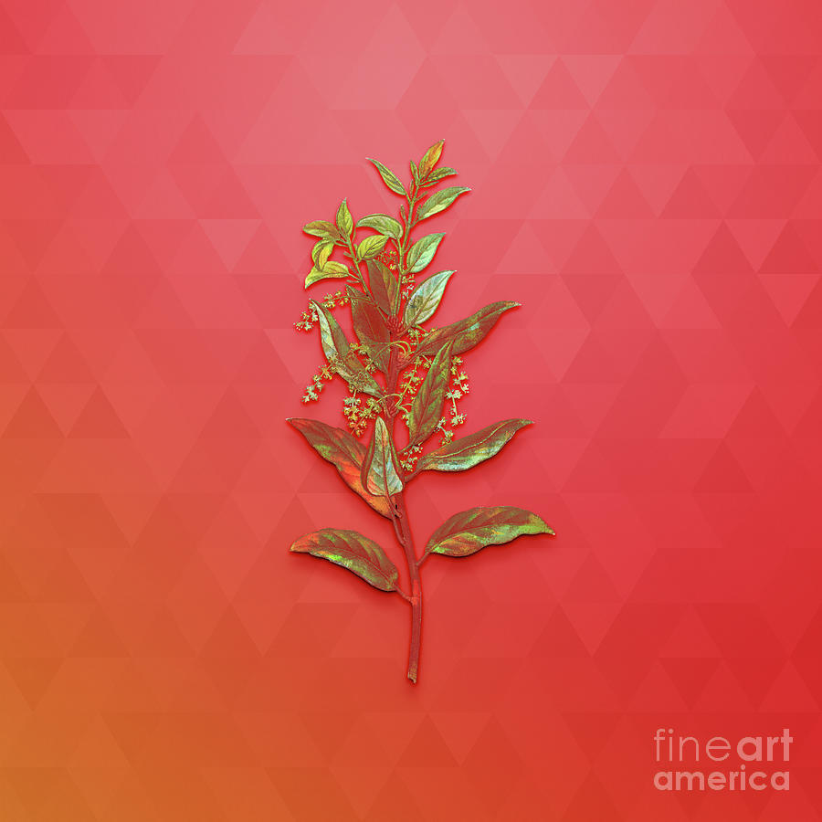 Vintage Evergreen Oak Botanical Art On Fiery Red N1317 Mixed Media By Holy Rock Design Fine