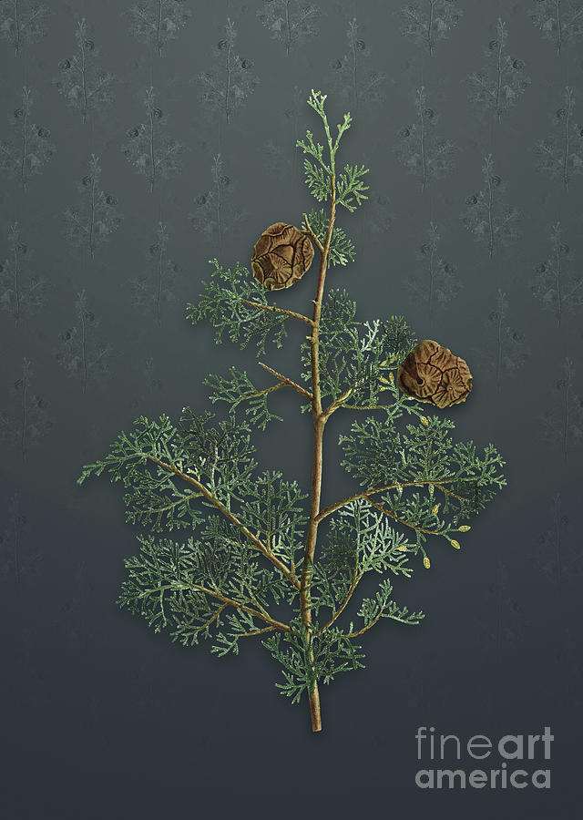 Vintage Mediterranean Cypress Botanical Art on Slate Gray Pattern n ...