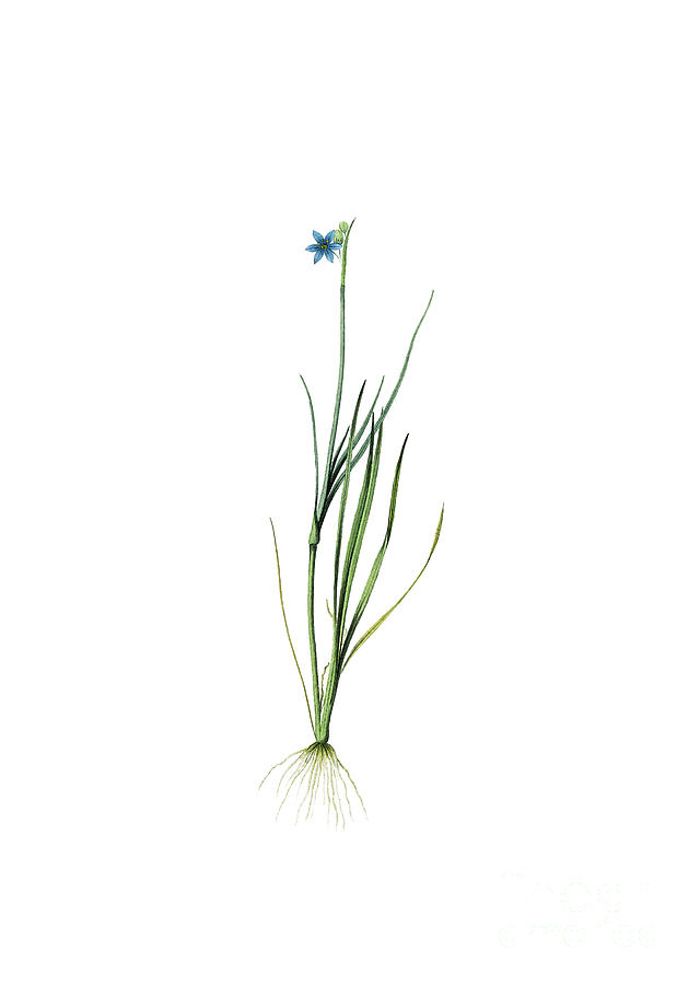 Vintage Narrow Blue Eyed Grass Botanical Illustration On Pure White