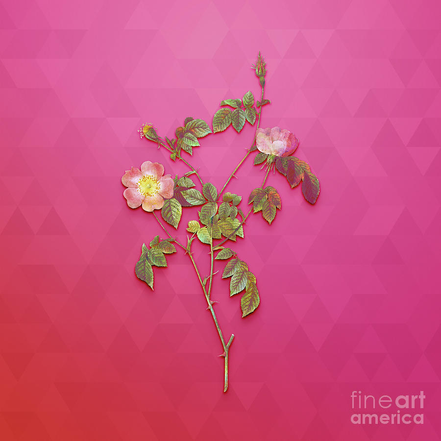 Vintage Pink Austrian Copper Rose Botanical Art on Beetroot Purple n ...