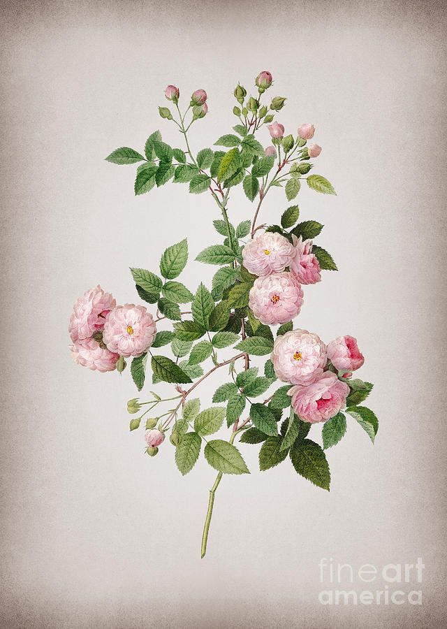 Vintage Pink Baby Roses Botanical Illustration on Parchment Mixed Media ...