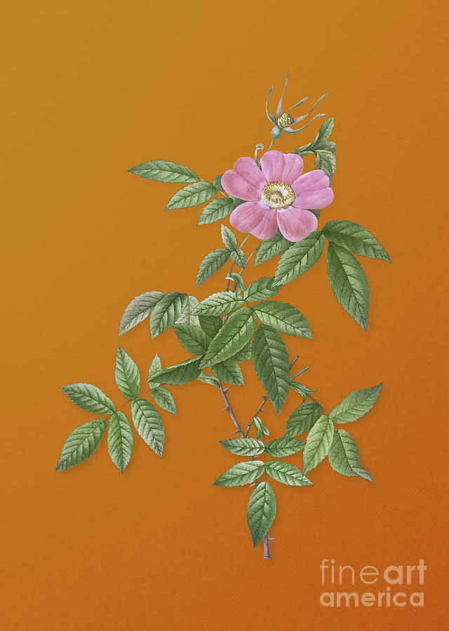 Vintage Pink Boursault Rose Botanical Art on Sunset Orange n.0652 Mixed ...