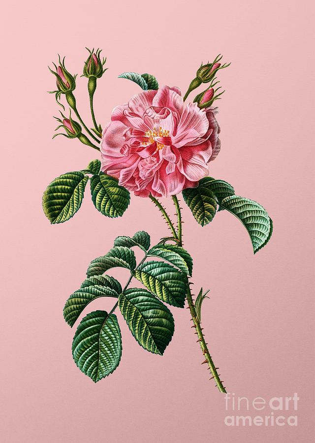 Vintage Pink Wild Rose Botanical Illustration on Pink Mixed Media by ...