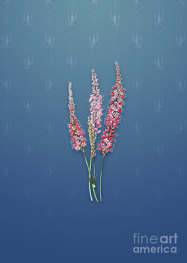 Vintage Polygonum Flower Botanical Art On Bahama Blue Pattern N0450 Mixed Media By Holy Rock