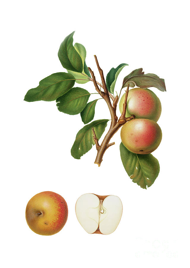 Vintage Pupina Apple Botanical Illustration on Pure White Mixed Media ...