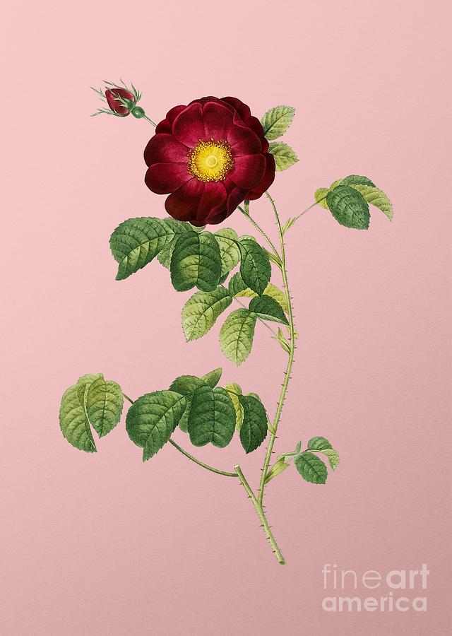 Vintage Rose Botanical Illustration on Pink Painting by Holy Rock ...