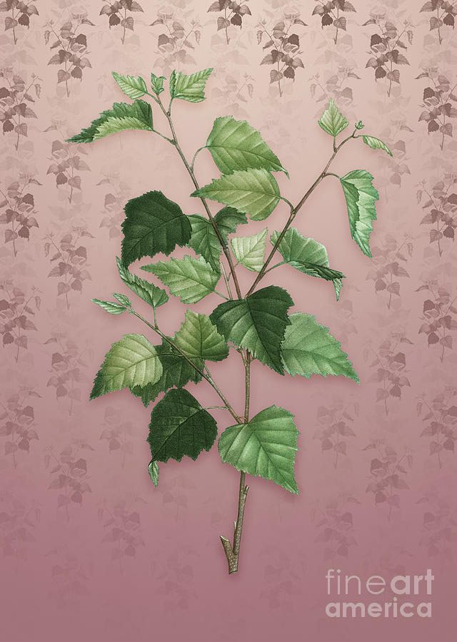 Vintage Silver Birch Botanical Art on Dusty Pink Pattern n.2225 Mixed ...
