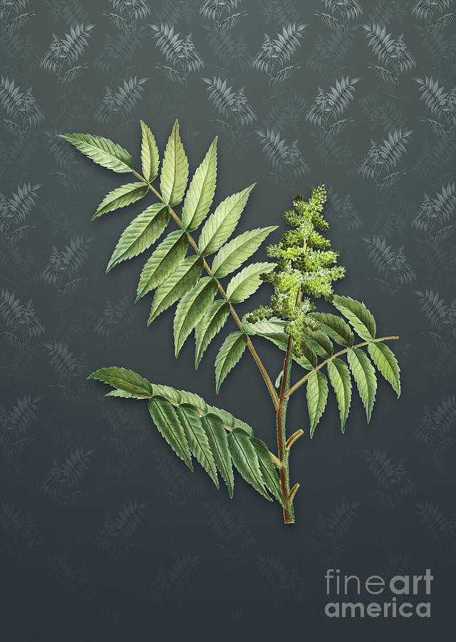 Vintage Staghorn Sumac Botanical Art on Slate Gray Pattern n.5375 Mixed ...