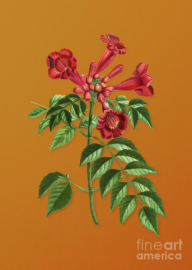 Vintage Trumpet Vine Botanical Art on Sunset Orange n.1060 Mixed Media ...