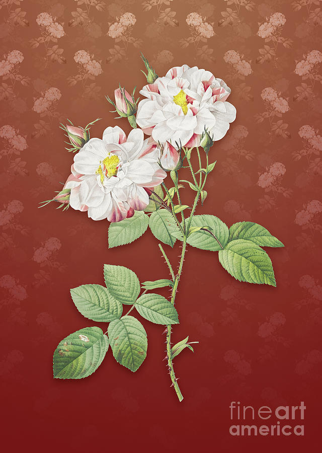 Vintage White Damask Rose Botanical Art on Falu Red Pattern n.4894 ...