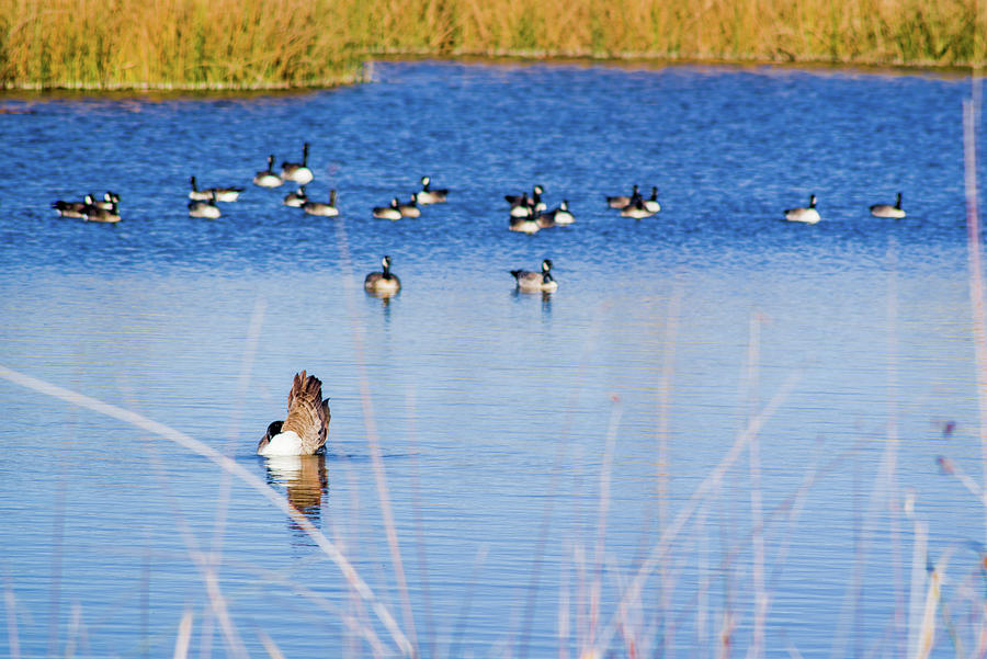 VintageLenscapes Vemar 300mm f 8 H691533 Canada Geese Flying Rio Grande ...