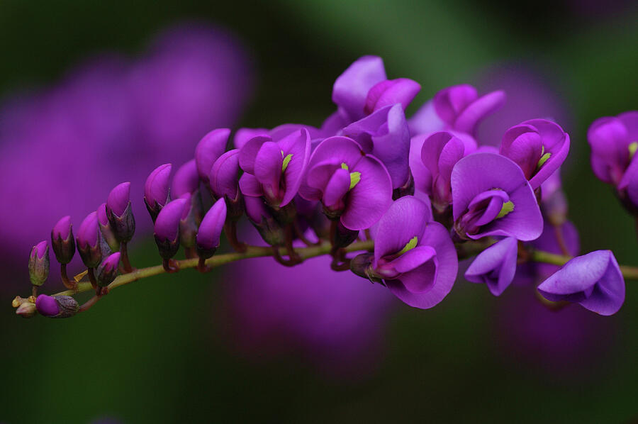 Violacea Photograph by Bette Devine - Fine Art America